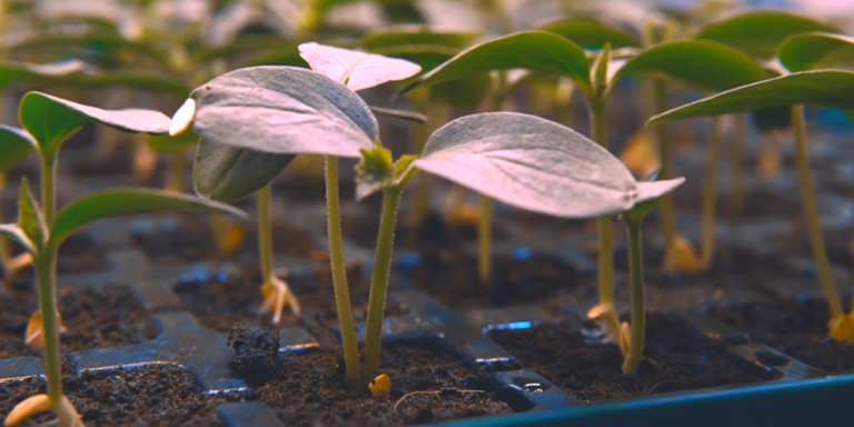 The Ultimate Guide to Grow Plugs | Crop Supreme Blog